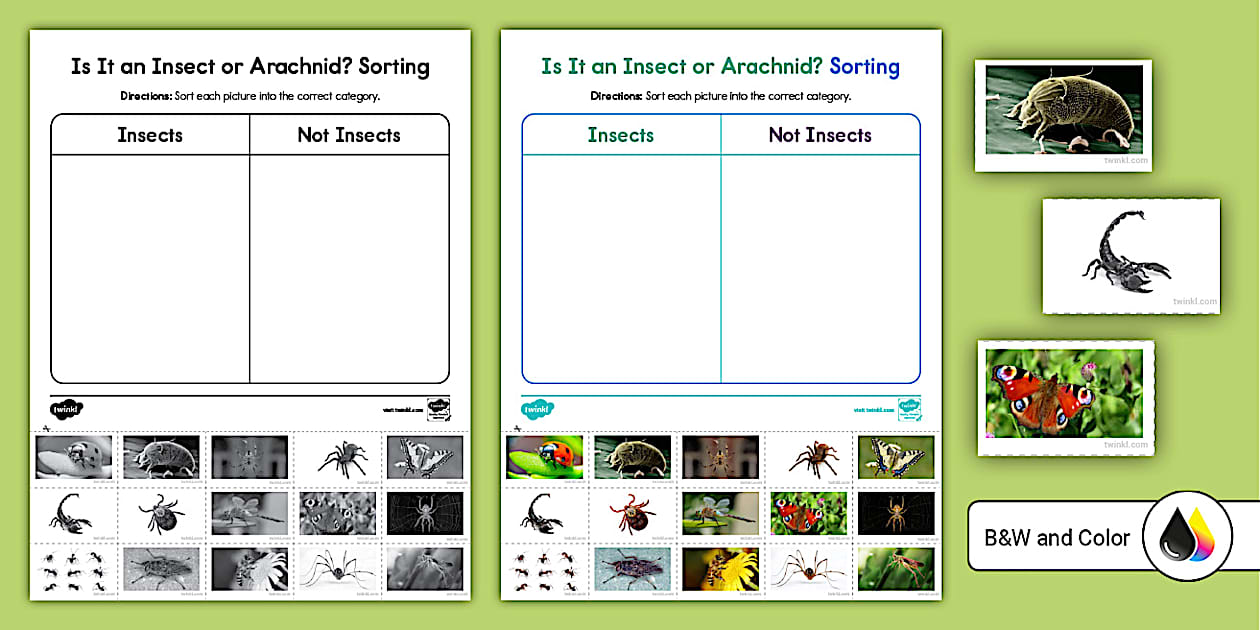 First Grade Is It an Insect or Arachnid? Sorting Worksheet