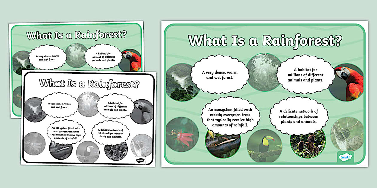 What Is A Rainforest? Display Poster (teacher made) - Twinkl
