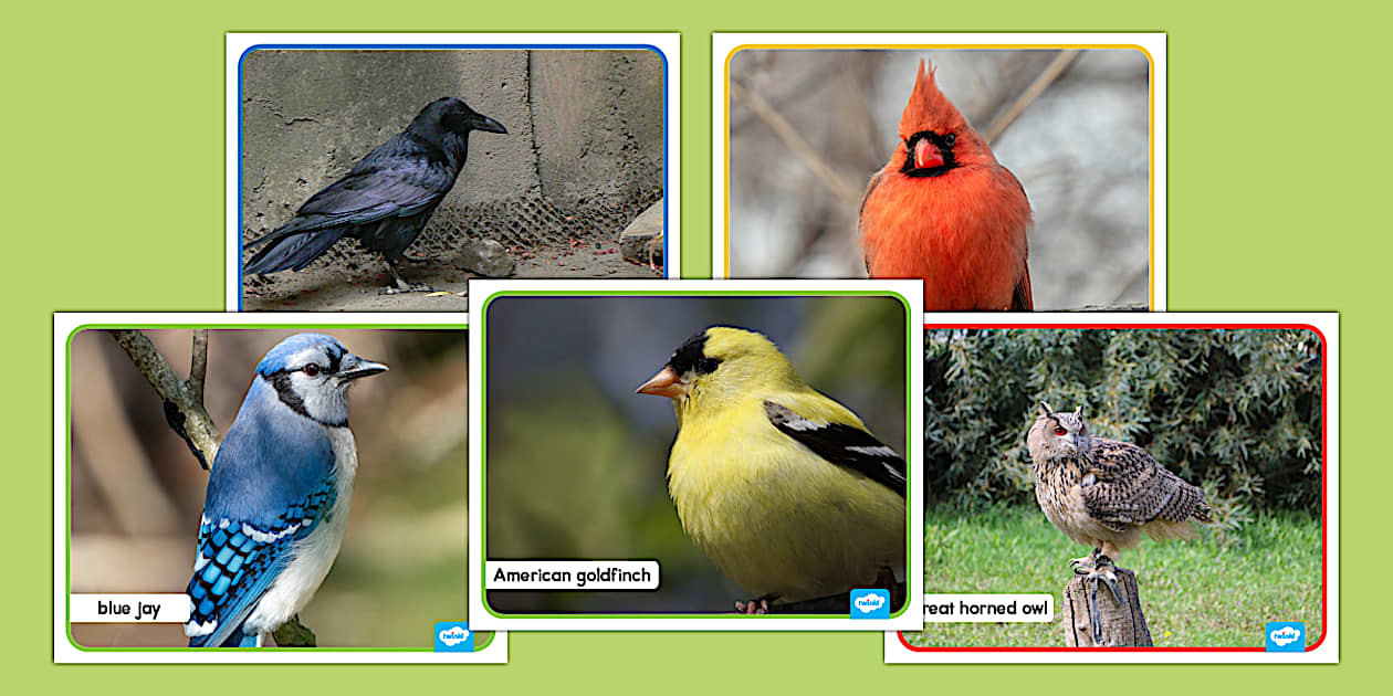 Colorful North American Bird Pictures for Kids | Twinkl USA