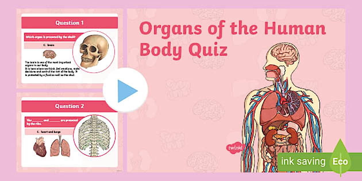 Organs of the Human Body Quiz | KS2 Organs Quiz - Twinkl