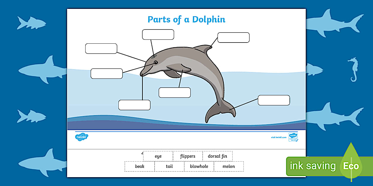 Parts of a Dolphin Labelling Activity (l'enseignant a fait)