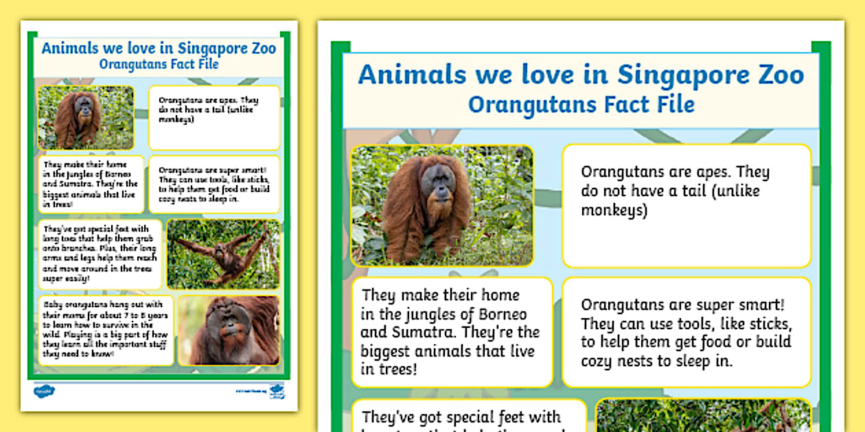 Animals we love in Singapore Zoo — Orangutans Fact File