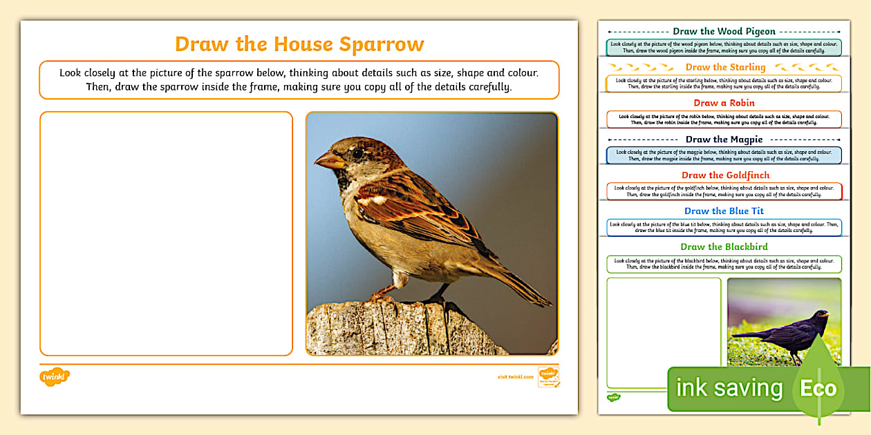 Draw the British Garden Birds Pack (teacher made) - Twinkl