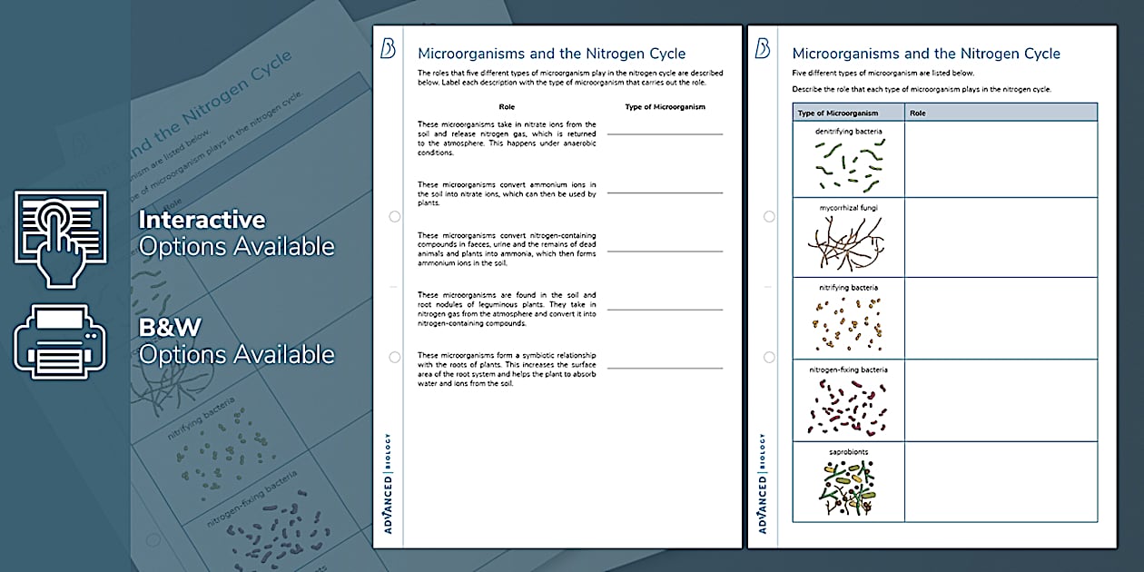 Microorganisms and the Nitrogen Cycle (Teacher-Made)