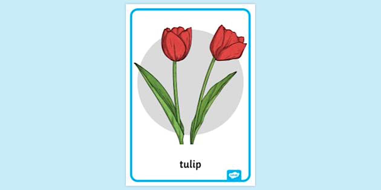 Printable Tulip Display Poster | Primary Resources - Twinkl