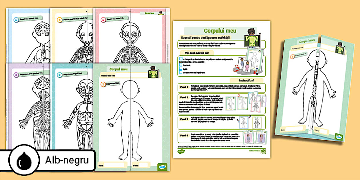 Corpul uman – Lapbook (Teacher-Made) - Twinkl