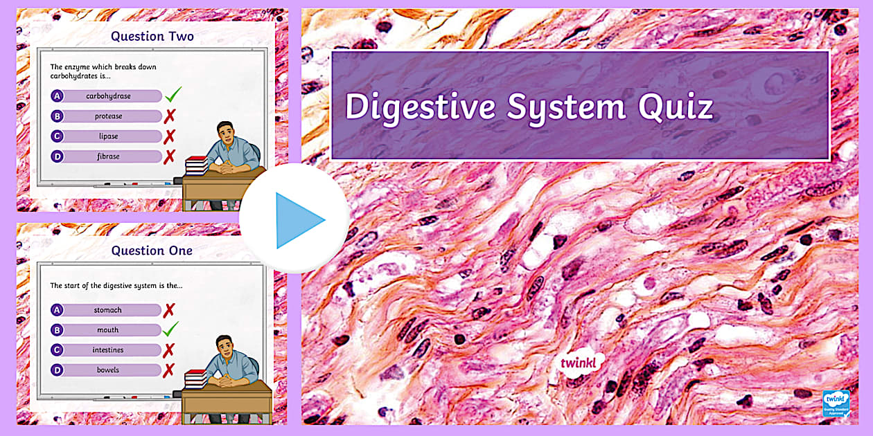 Digestion Quiz PowerPoint (teacher made) - Twinkl