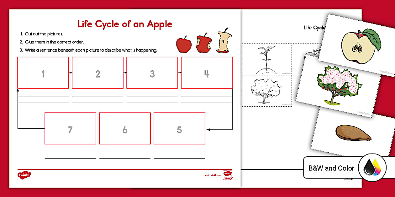Life Cycle of an Apple Writing Worksheet (Teacher-Made)