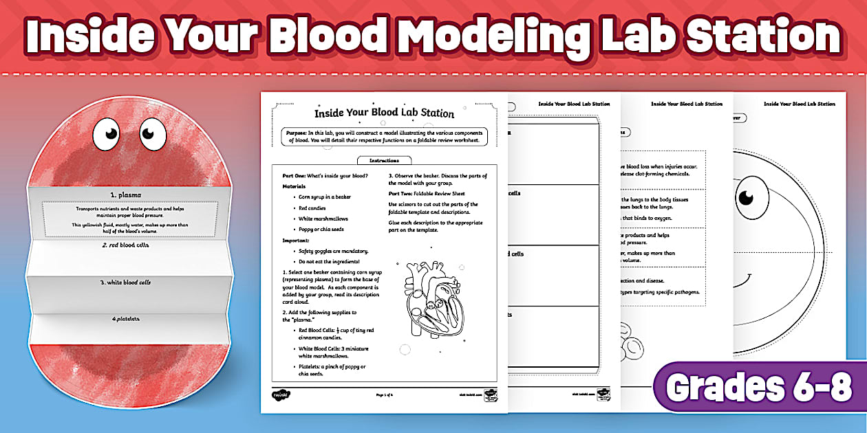 Hands-On Circulatory System: Blood Modeling Lab Station