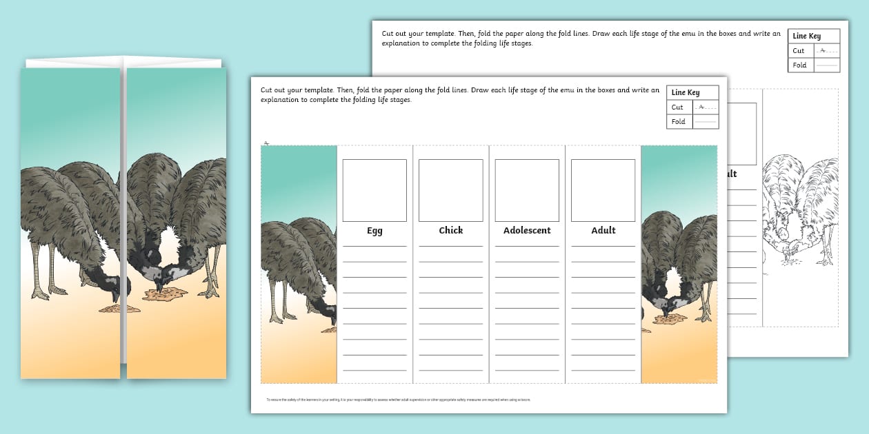 Emu Folding Life Stages Template (teacher made) - Twinkl
