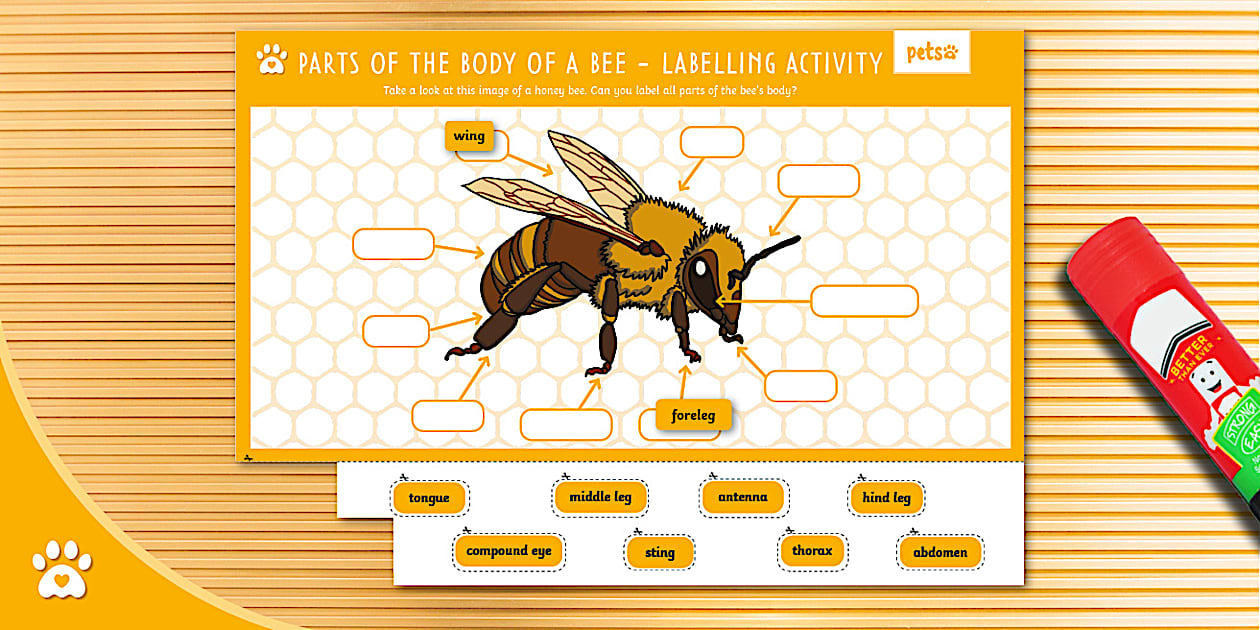 Parts of the Body of a Bee - Label a Bee Activity - Twinkl
