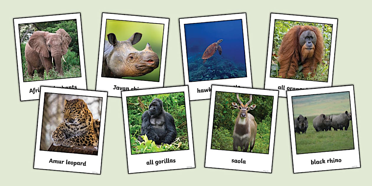 Endangered Animals Instant Photo Style Display Images