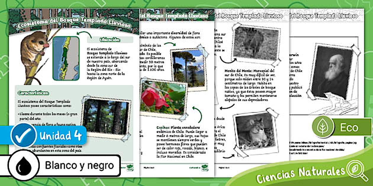 Ficha Informativa Ecosistema del Bosque Templado Lluvioso