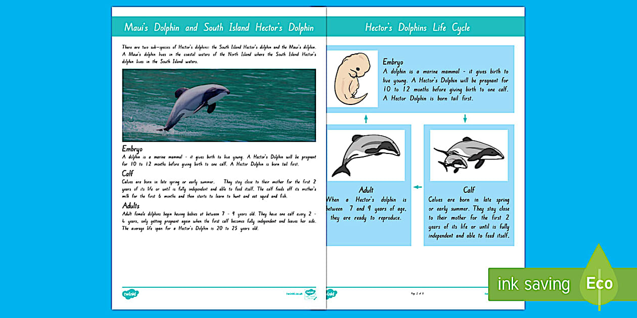 Hector's and Maui's Dolphin Life Cycle Display Posters