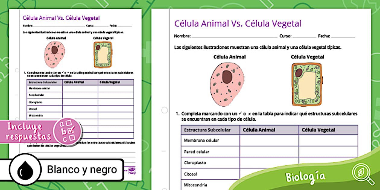 Células | Animal | Vegetal | Eucarionte | Procarionte | 8°