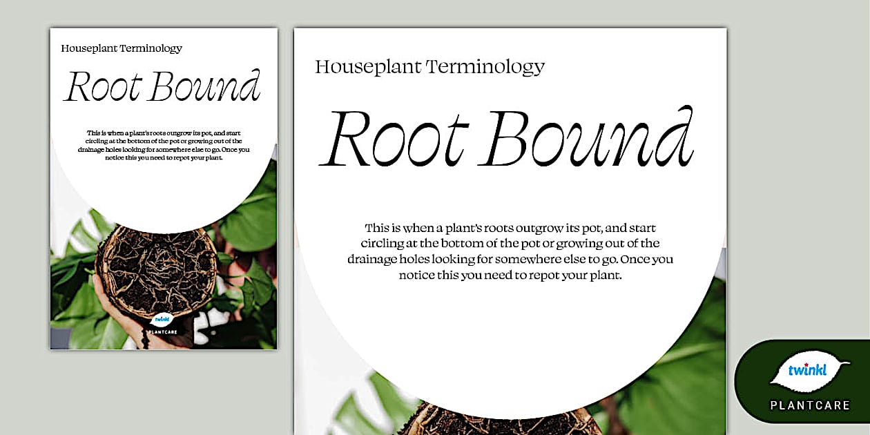 'Root Bound' Plantcare Terminology Poster (teacher made)