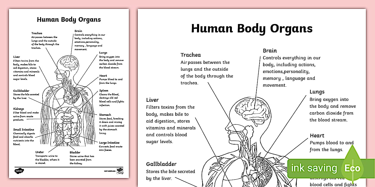 Free Printable Anatomy and Physiology Colouring Page