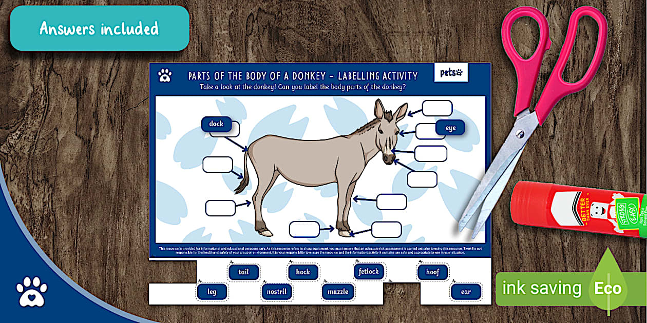 Parts of the Body of a Donkey - Labelling Activity - Pets