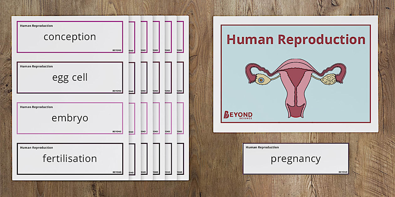 KS3 Human Reproduction Word Wall