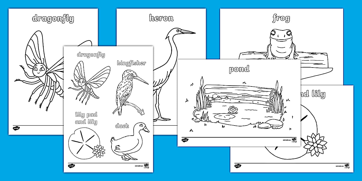 In the Pond Picture and Word Colouring Sheets | Twinkl