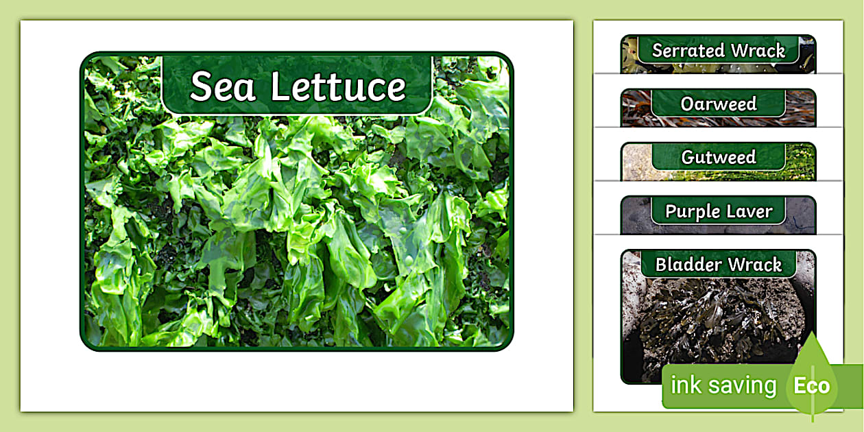 Seaweed Photo Pack - Twinkl - Display Materials