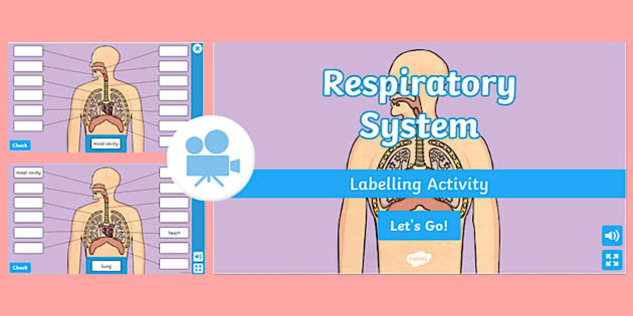 Respiratory System Interactive Activities: Labelling