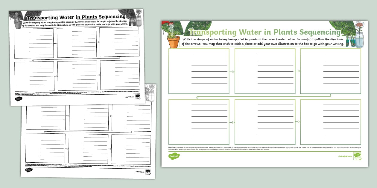 Transporting Water in Plants Sequencing Mind Map