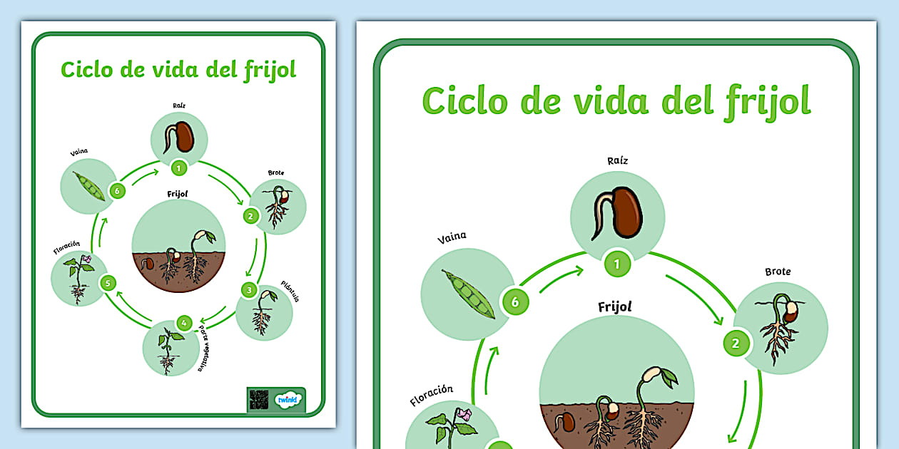 Cartel: Ciclo de vida del frijol (teacher made) - Twinkl