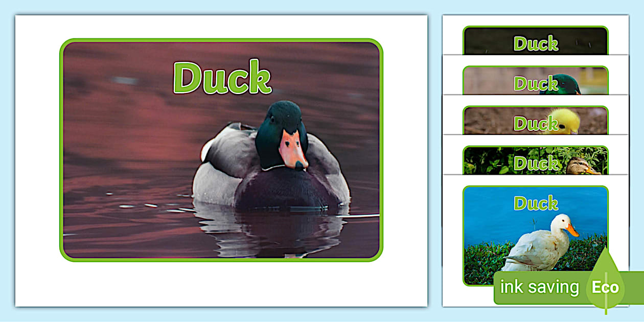 Duck Photo Pack (teacher made) - Twinkl