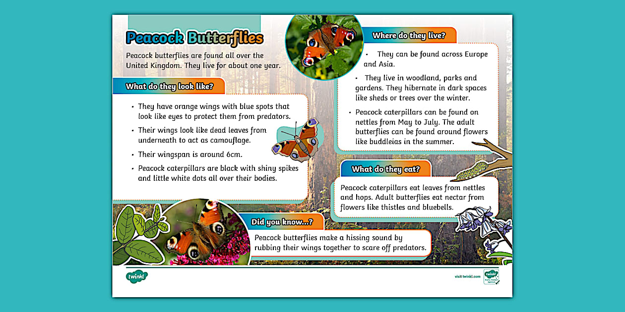 KS1 Peacock Butterfly Fact File - Twinkl - Minibeasts