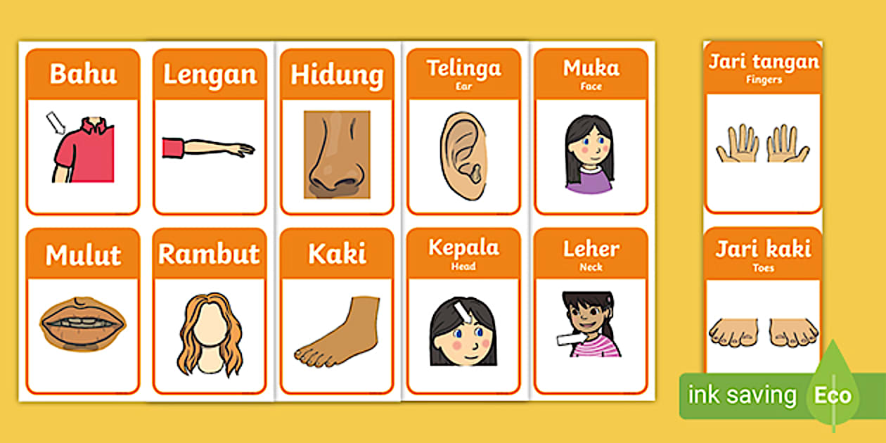 My Body Display Flashcards Indonesian - Twinkl