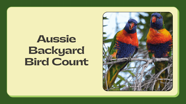 Aussie Backyard Bird Count 2026 | Australia’s National Bird Survey Week