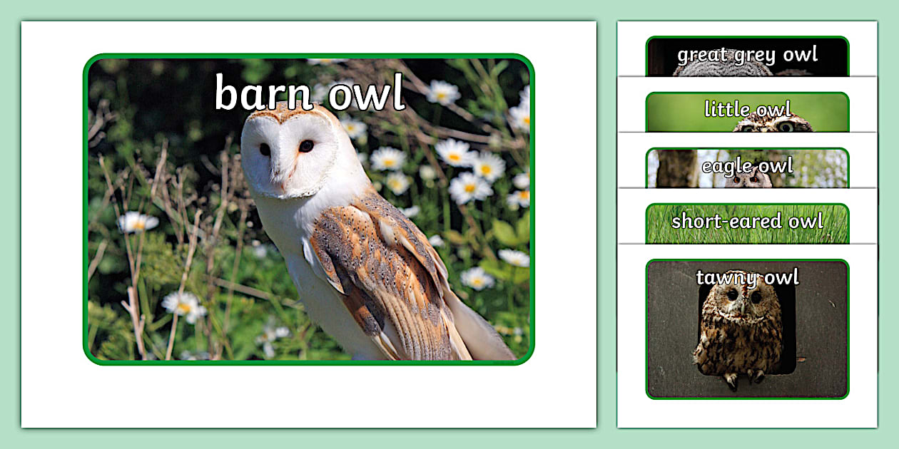Owl Species Photo Pack - Twinkl - KS1