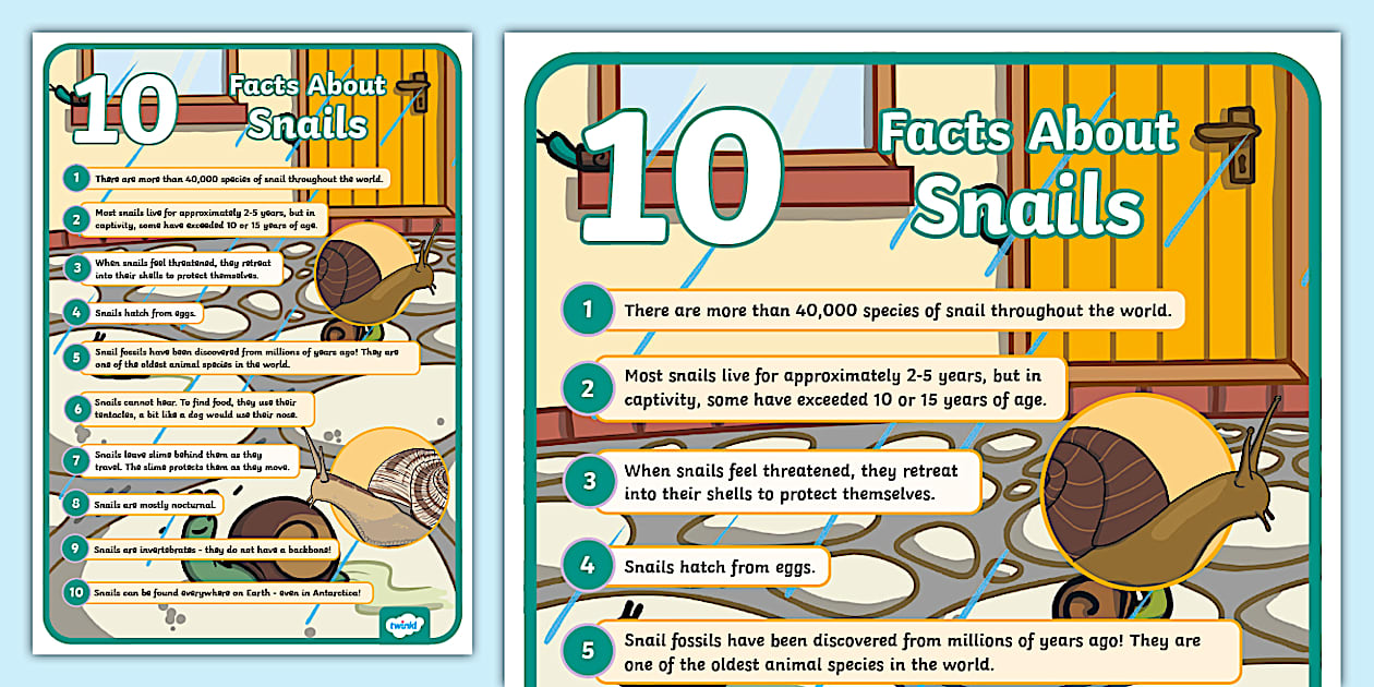 10 Facts About Snails Display Poster (teacher made) - Twinkl