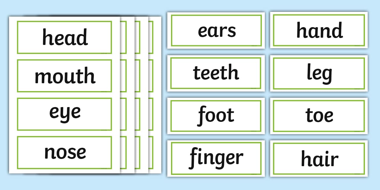 Body Parts Word Cards (teacher made) - Twinkl