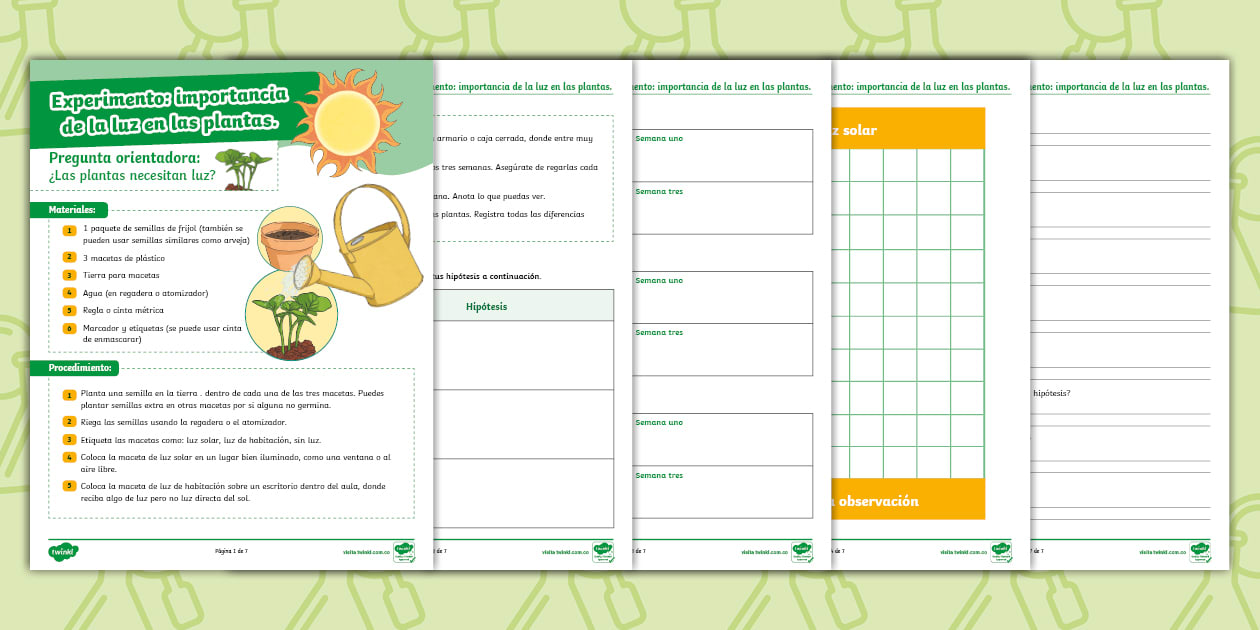 Importancia de la luz en las plantas - Twinkl Colombia