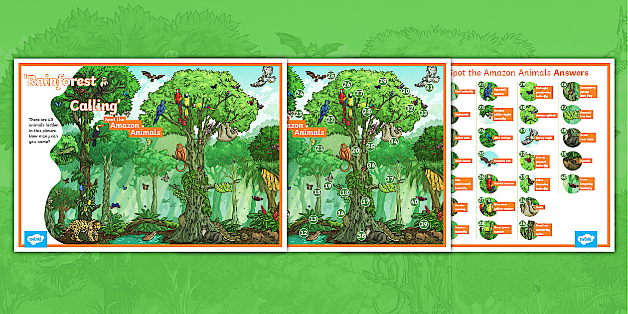 'Rainforest Calling' Amazon Animals Activity | Twinkl