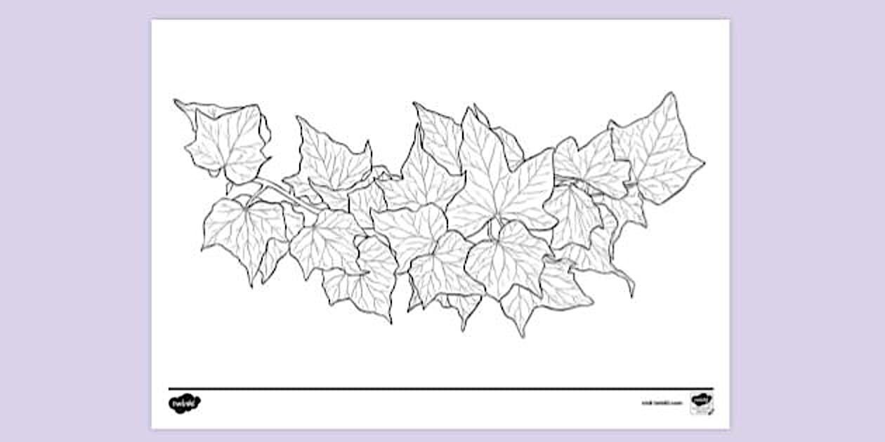 Ivy Plant Colouring | Colouring Sheets (Teacher-Made)
