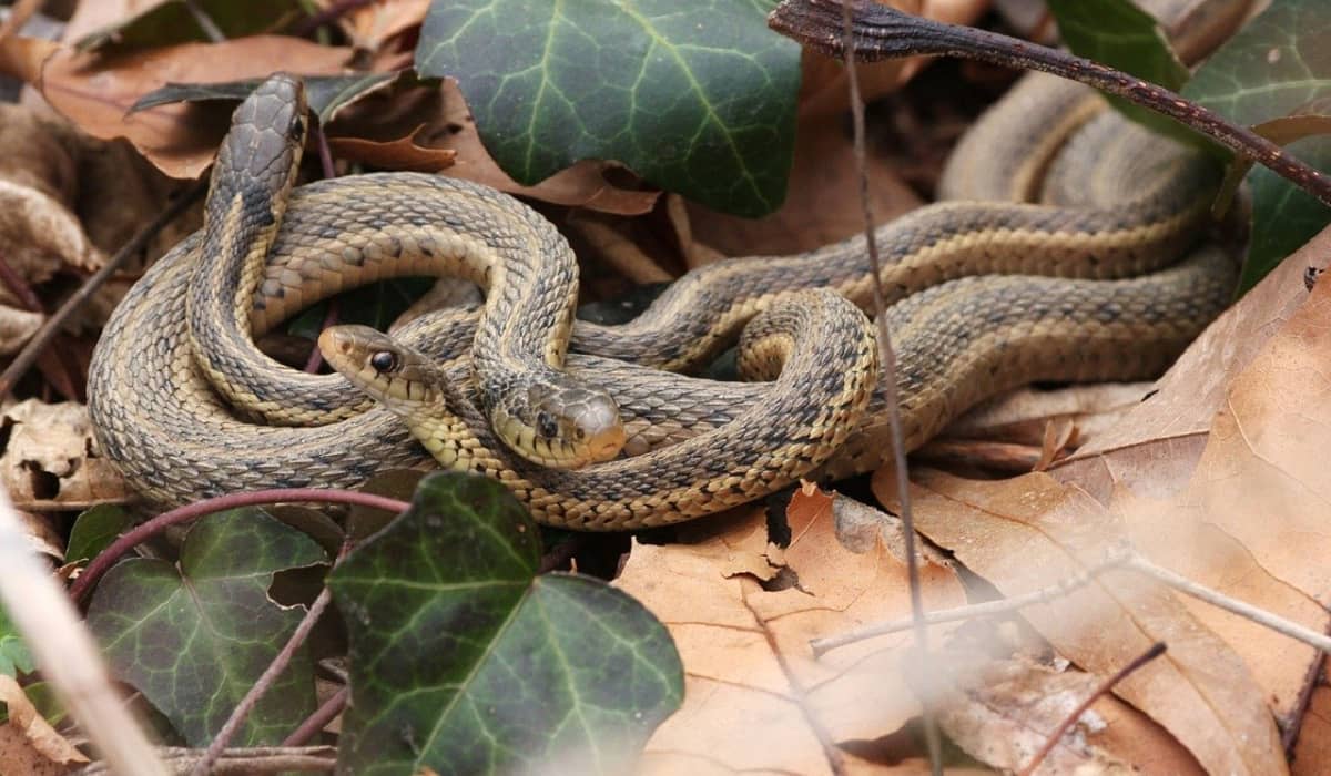 Snake Mates - Twinkl NewsRoom - Twinkl