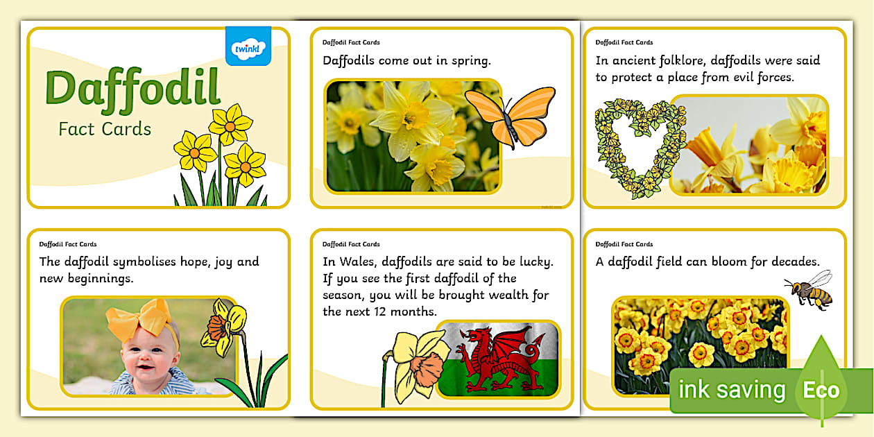 Daffodils Fact Cards for Classroom Displays - Twinkl