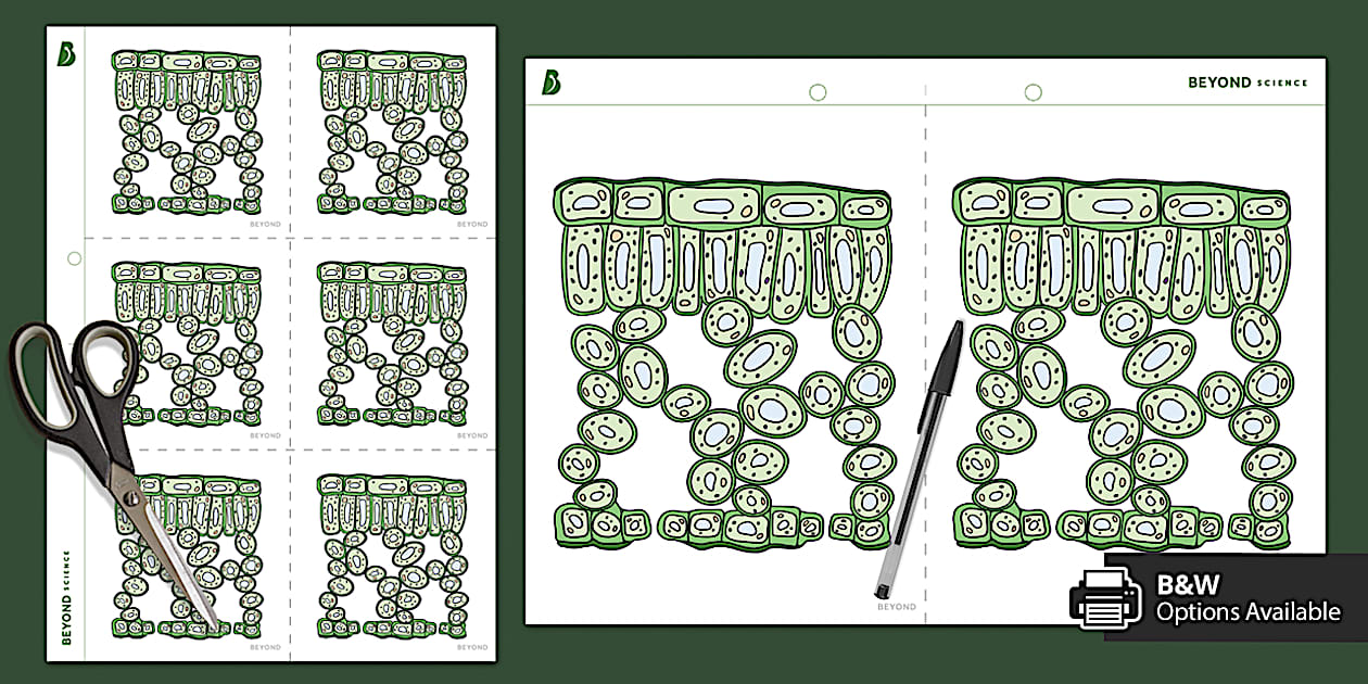 Leaf Structure Diagram | Biology | Beyond Secondary - Twinkl