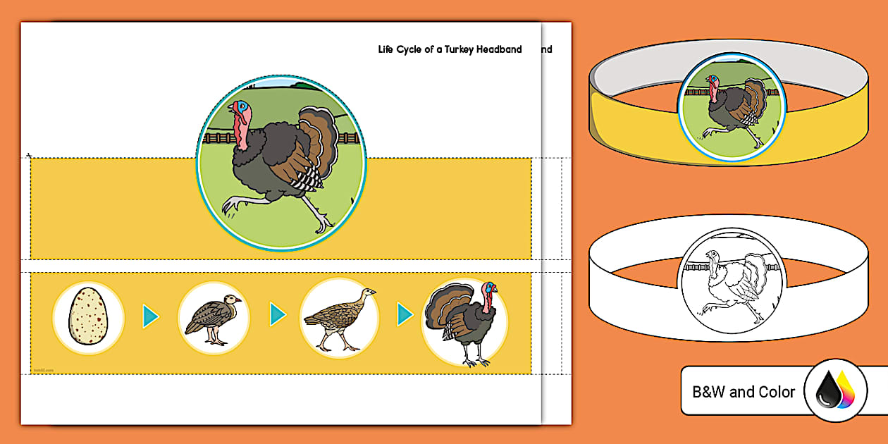 Life Cycle of a Turkey Headband (teacher made) - Twinkl