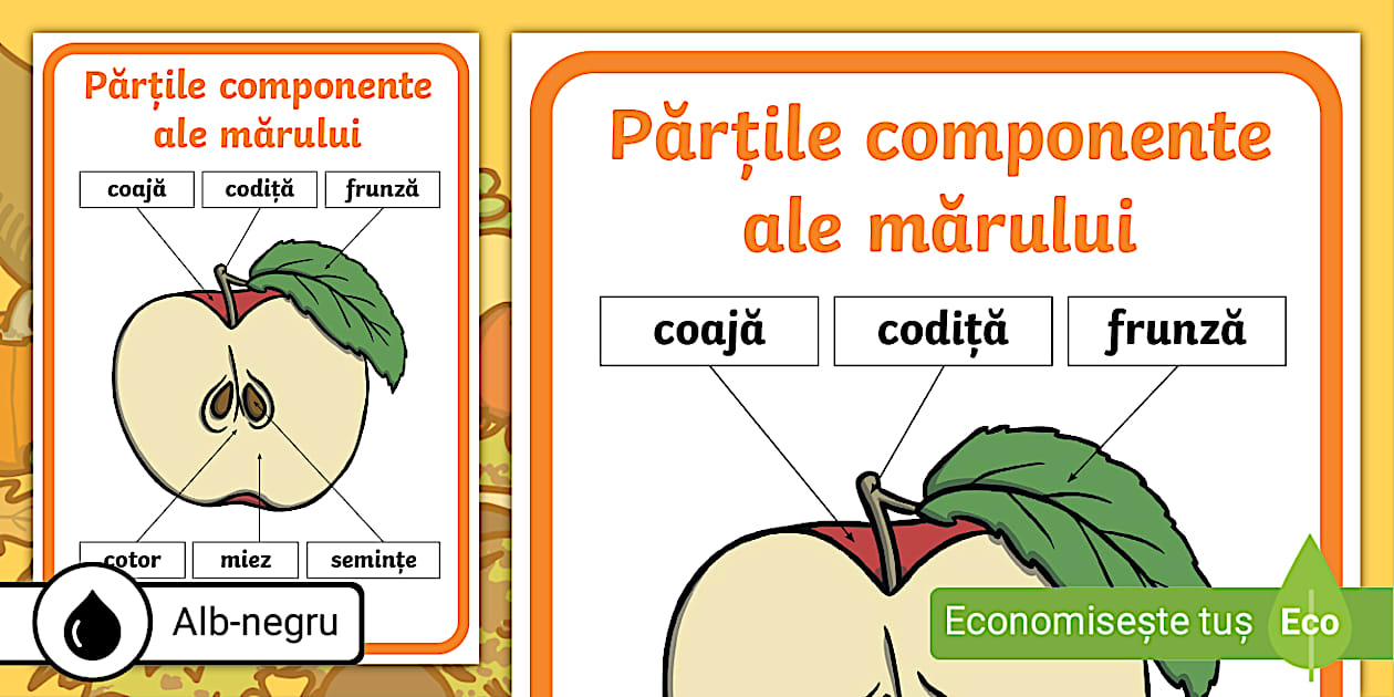 Părțile componente ale mărului – Planșă - Twinkl