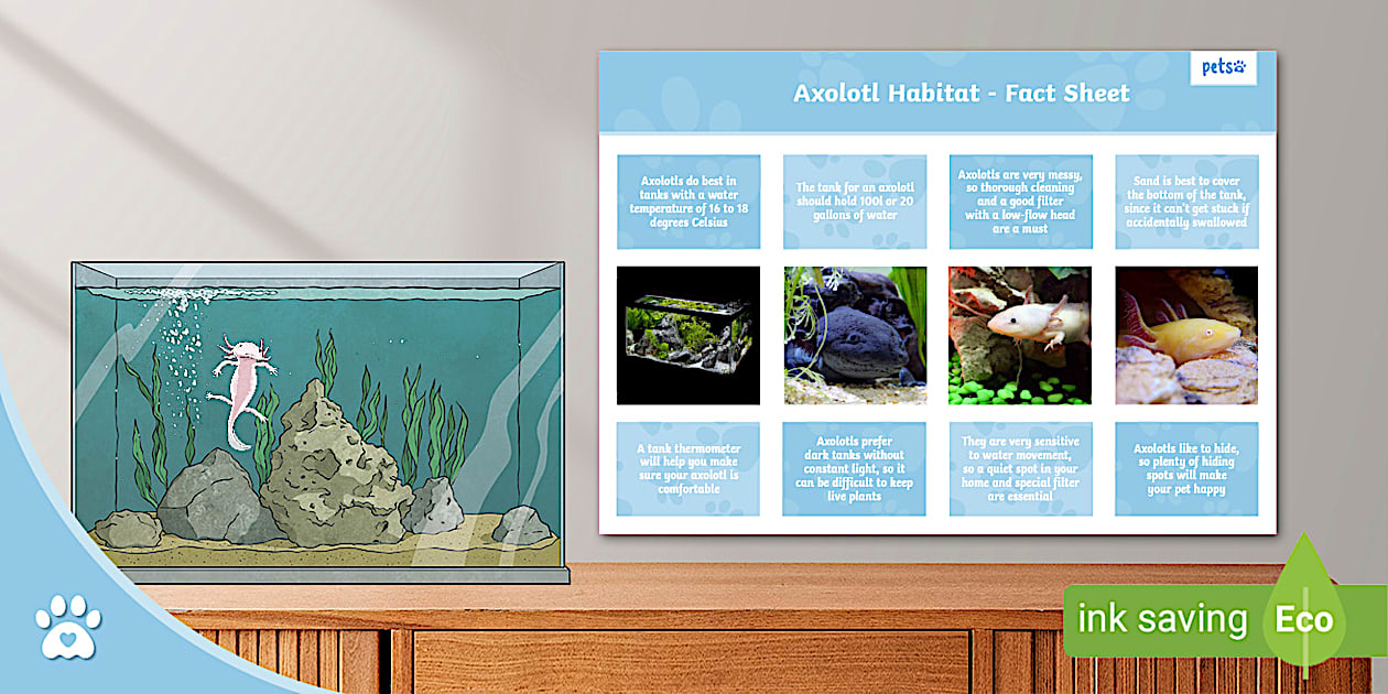 Axolotl Habitat - Fact Sheet - Axolotls - Twinkl Pets