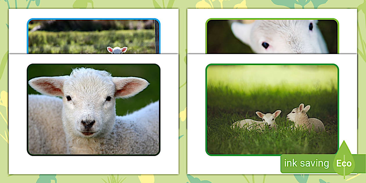 Cute Spring Lamb Photos ideal for KS1 Spring lessons.