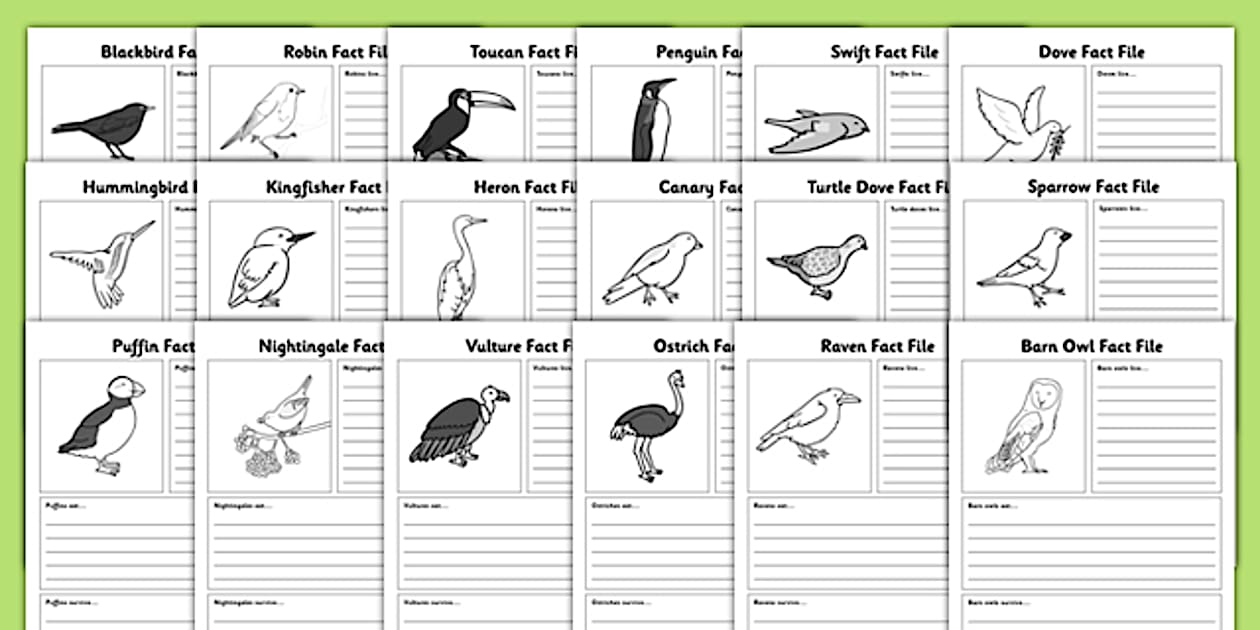 Bird Fact File Worksheets (teacher made) - Twinkl