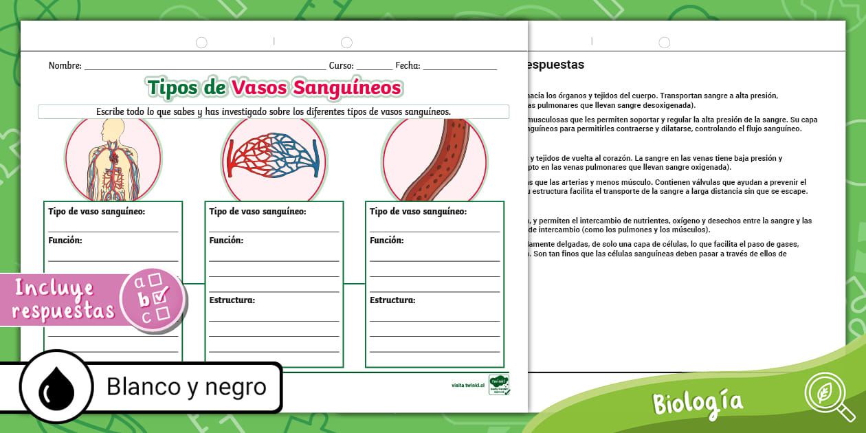 Guía | Vasos Sanguíneos | Sangre | Sistema Circulatorio