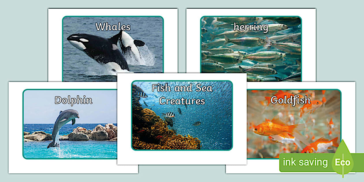 Sea Creatures Display Photos (Teacher-Made) - Twinkl