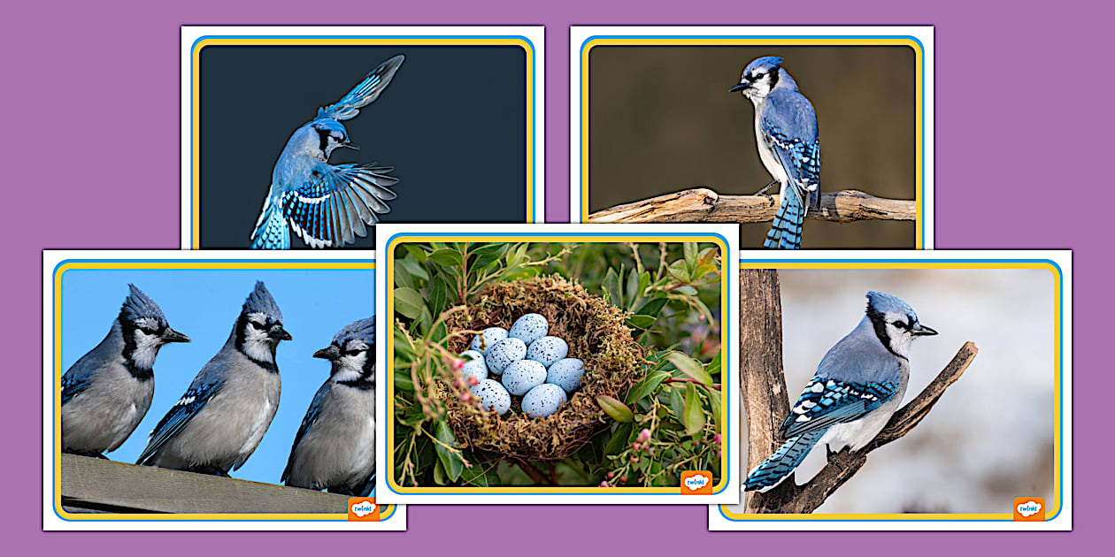 Blue Jay Photos | National Bird Day | Twinkl USA