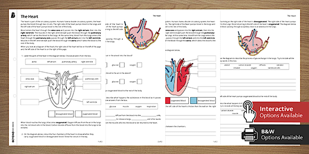 The Heart Differentiated Worksheets (teacher made) - Twinkl